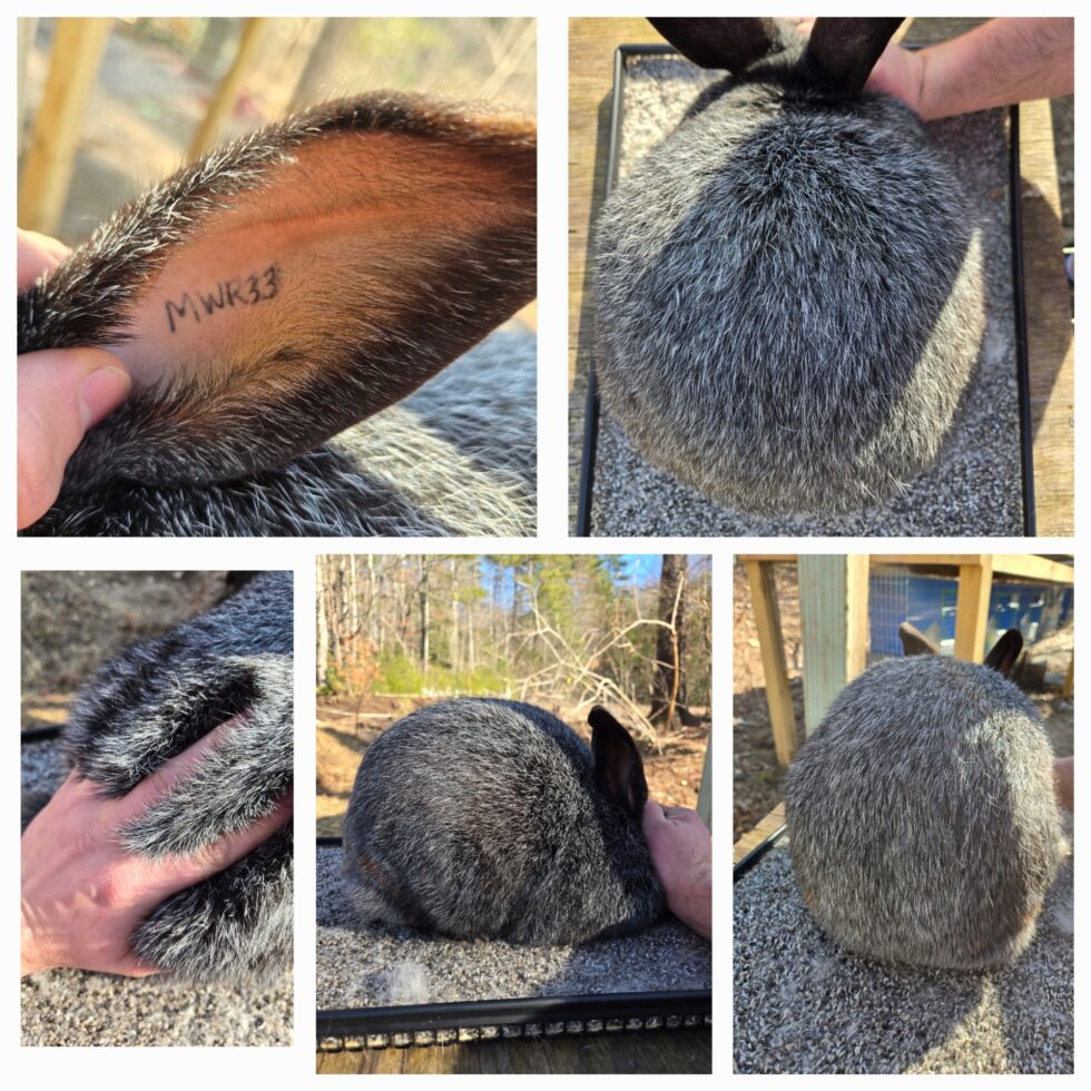 Animal Consignments | Southeast Silver Fox Rabbit Breeders Club